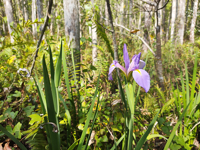 Wild iris blooms peek through the undergrowth like nature's jewelry, adding splashes of purple to the swamp's palette.