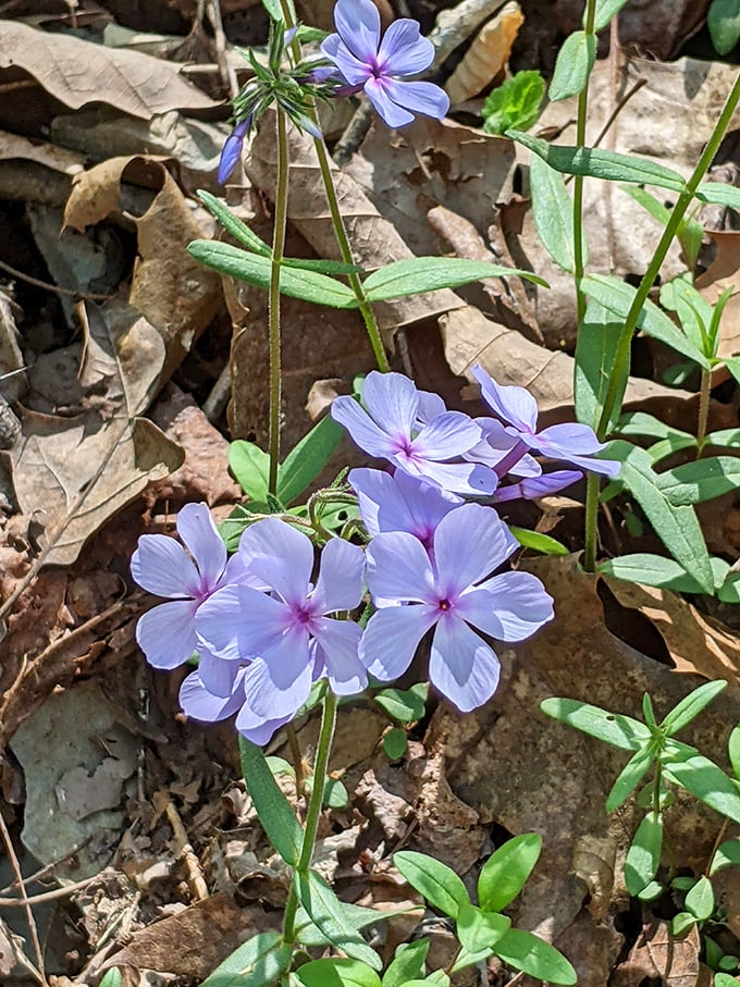 Spring's delicate wildflowers push through last season's leaves, nature's reminder that beauty often emerges from what we've left behind.