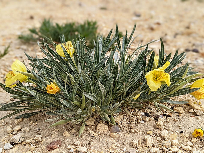 Life finds a way! Delicate yellow blooms emerge from the harsh chalk soil, proving that determination trumps circumstance even in the plant world.