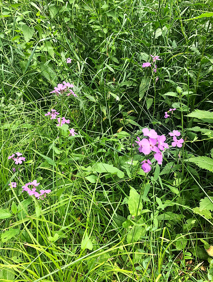 Nature's confetti: wildflowers dot the prairie grasses like tiny purple exclamation points celebrating spring's grand entrance.
