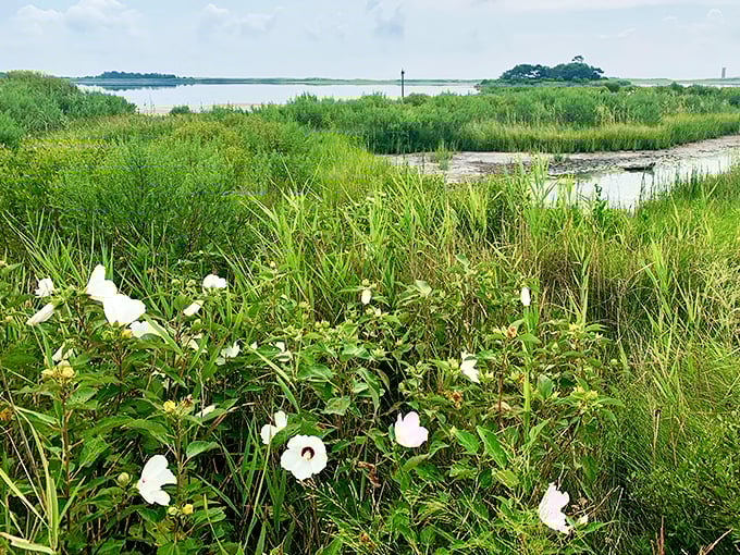 Swamp roses and marsh hibiscus add splashes of white against emerald grasses, nature's version of polka dots on the wetland's flowing gown.