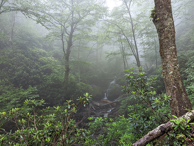 Smokies magic happens when morning fog embraces the forest. Suddenly every hike becomes an enchanted journey into a fairytale landscape.