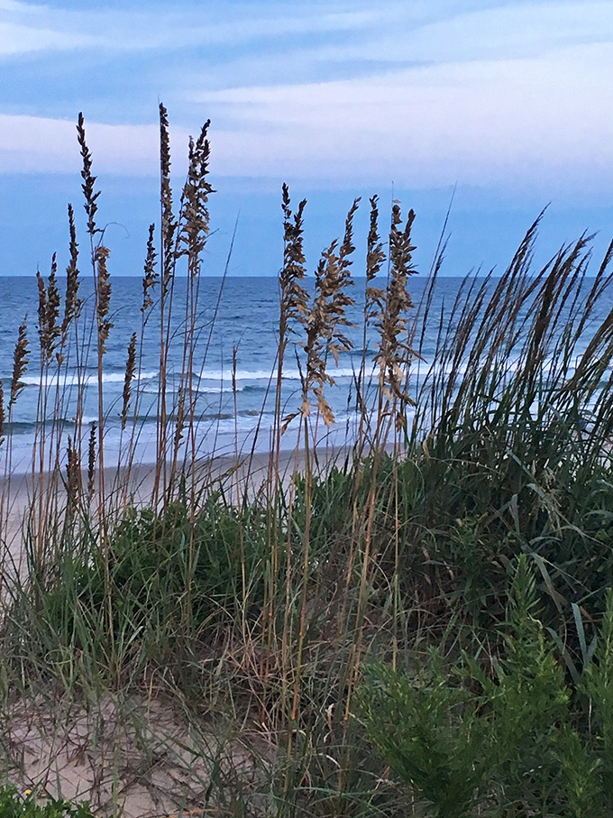 Sea oats dance in the coastal breeze—nature's perfect fence builders, holding dunes in place with delicate root systems.