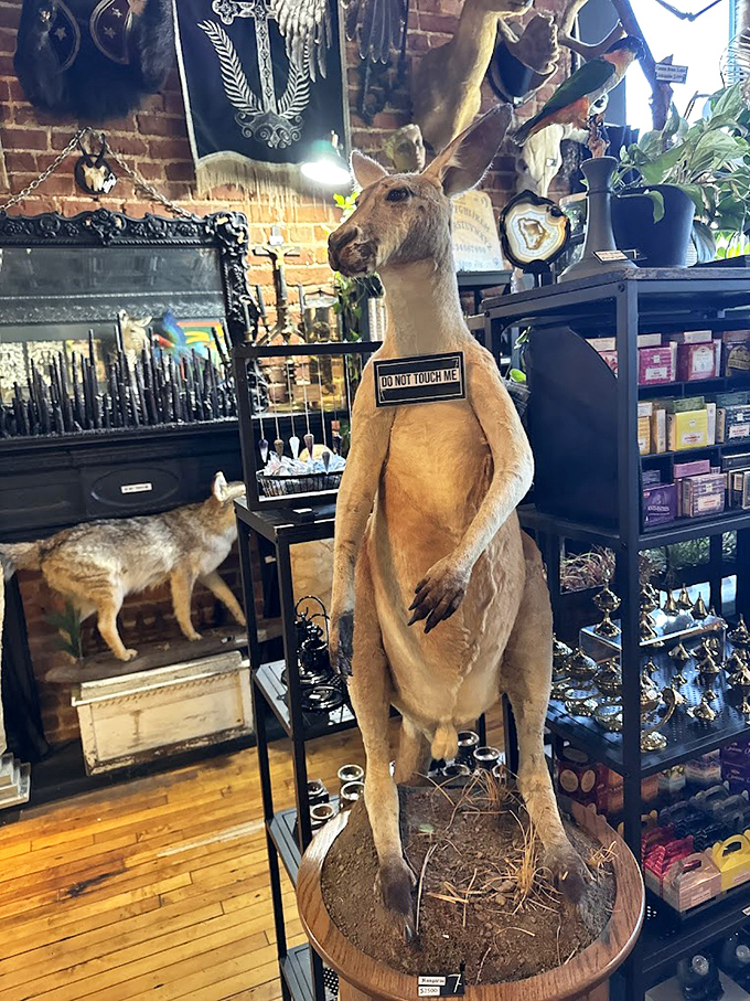The kangaroo head seems to be keeping a watchful eye on shoppers, perhaps judging your hesitation about that skull purchase.