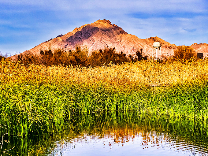 Desert mountains rise like nature's royal flush. The dramatic backdrop creates a stunning contrast with the lush wetland grasses in the foreground.