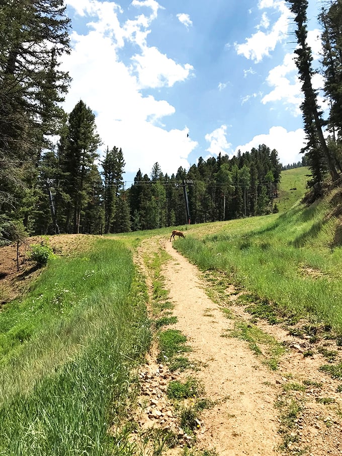 The trail stretches ahead like an invitation, with grassy sidelines soft enough for impromptu picnics or dramatic rest breaks.