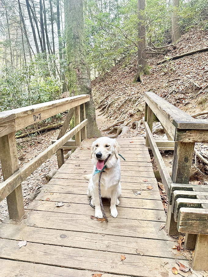 The best trail companions have four legs and unlimited enthusiasm. This golden retriever's expression says, "Are we taking pictures or hiking?"