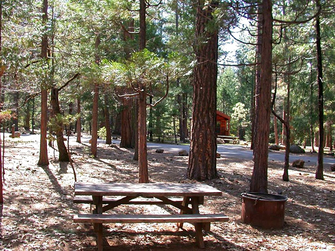 Picnic tables positioned by forest giants&mdash;lunch with a side of perspective on how small we really are.
