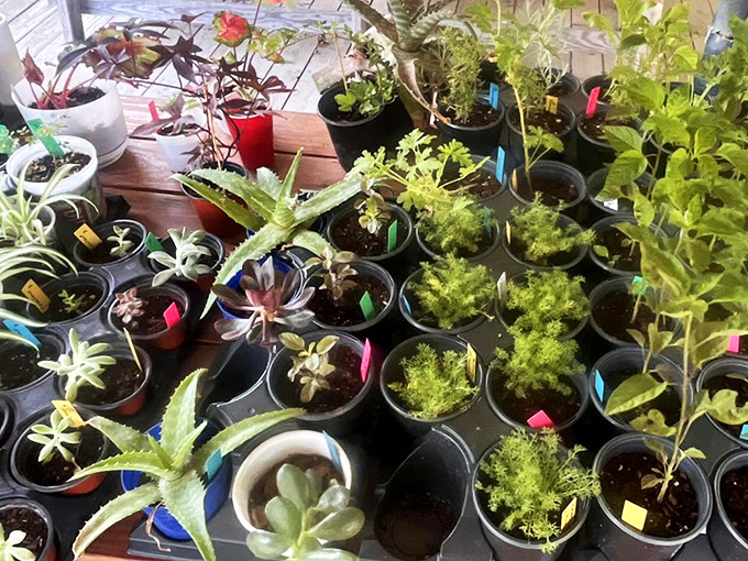 A nursery of tiny green possibilities waiting to become ingredients in tonight's dinner. Gardening here isn't a hobby&mdash;it's a delicious necessity.