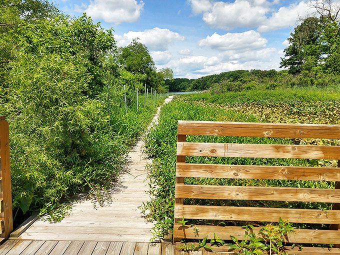 A boardwalk that whispers promises of adventure through wetlands where frogs conduct symphonies and dragonflies perform aerial ballet. 