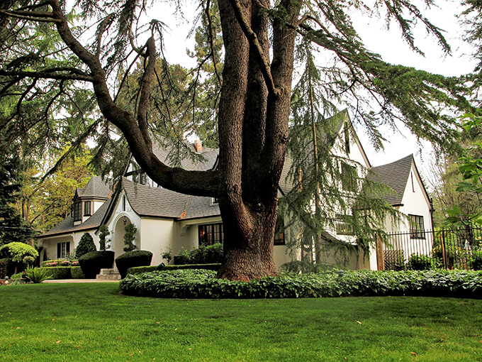 That magnificent tree has been photobombing the inn's exterior shots since before Instagram was even a concept.