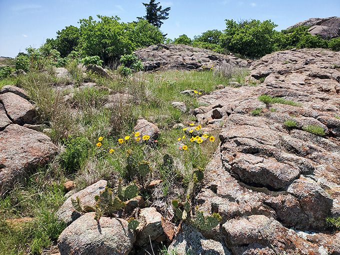 Nature's rock garden doesn't need Pinterest inspiration. Wildflowers find a way to thrive among ancient stones, teaching us all about resilience.