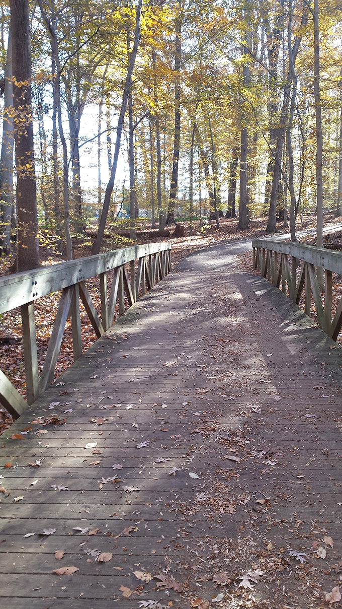 Autumn's runway where fallen leaves model the season's hottest colors. This wooden boardwalk connects you to nature without muddying your sneakers.