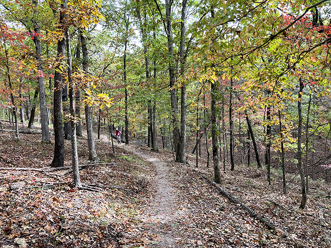 Where the trail meets the decision point. Two bikes waiting patiently, like they know whatever choice you make will be the right one.