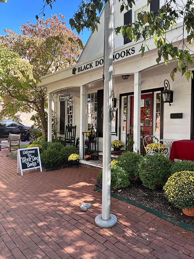 Black Dog Books offers literary refuge with rocking-chair hospitality. Browse, sit, stay awhile&mdash;this bookshop doesn't rush you.