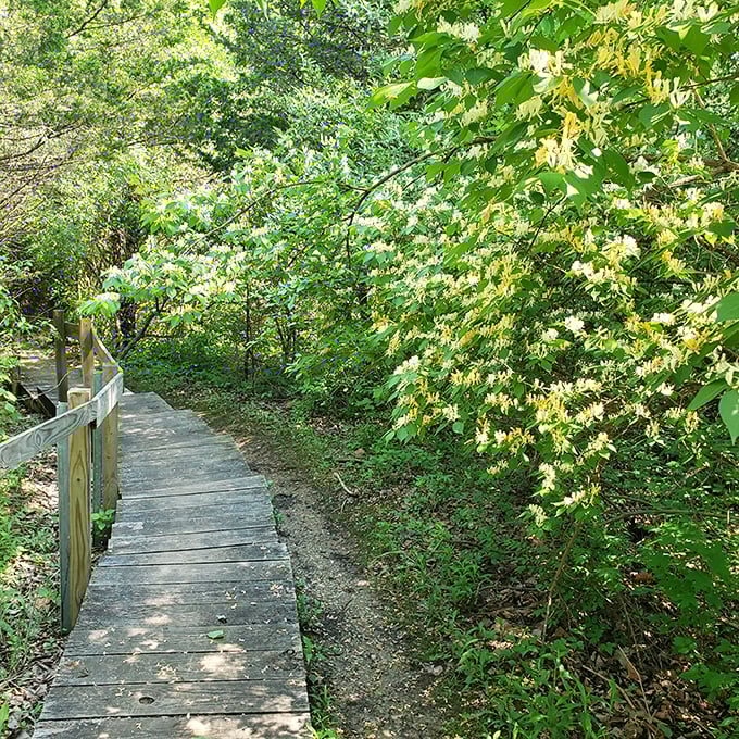 Honeysuckle and birdsong accompany you along this sun-dappled boardwalk. Nature's version of the red carpet treatment.