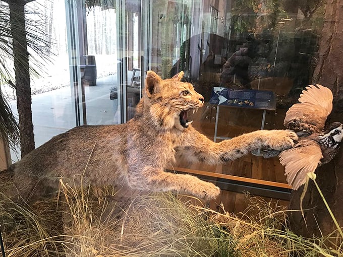 The taxidermied bobcat reminds visitors who the real boss of these woods is – fortunately, most keep a respectful distance from hikers.
