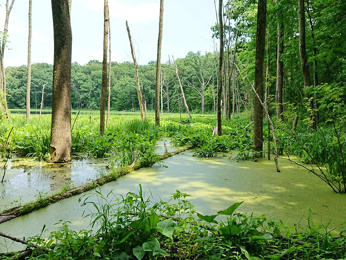 Swampy wonderlands like this aren't just mosquito factories&mdash;they're critical wetland ecosystems where frogs serenade and herons hunt like prehistoric patience machines.