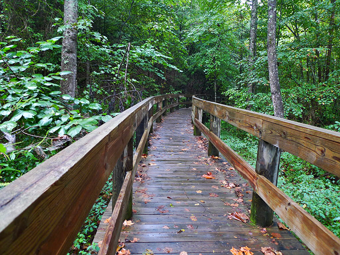 Nature's cathedral. These wooden pathways through Jonesborough's forests offer a different kind of Tennessee pilgrimage—one step at a time.