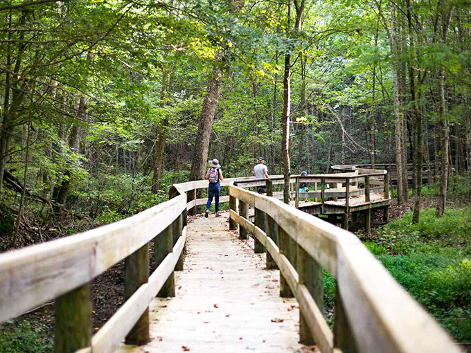 Wooden walkways guide visitors through pristine forests that were here long before smartphones and will remain long after the next tech upgrade.