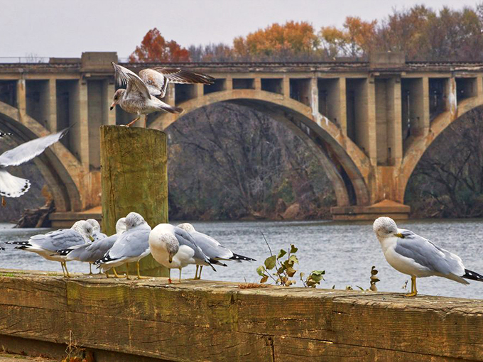 Seagulls hold court on weathered posts beneath the arched bridge, nature's perfect counterpoint to human engineering in rusty autumn hues.