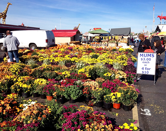 A riot of autumn color transforms the parking lot into a garden center. These mums aren't just plants&mdash;they're instant curb appeal in pots.