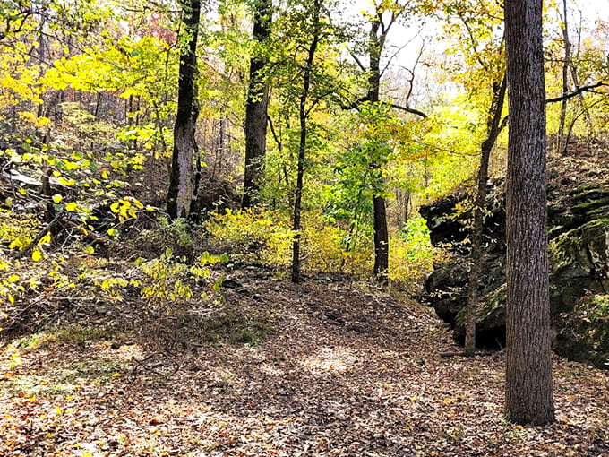 Fall transforms Devil's Den into nature's art gallery, where sunlight filters through golden leaves creating a cathedral-like glow that soothes the soul.