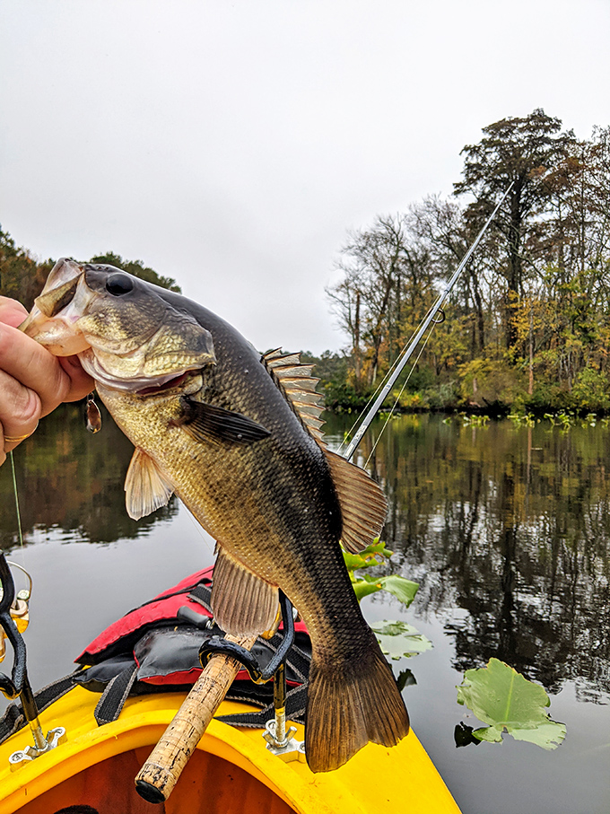 That triumphant "fish selfie" moment—when you've outsmarted a bass and can't wait to embellish the story at dinner tonight.