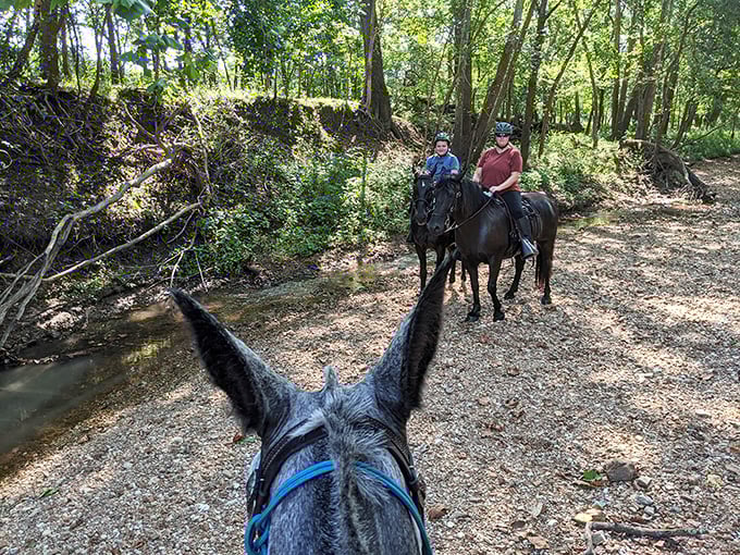 Horseback adventures through wooded trails offer a refreshing reminder that some of life's best views still come from the saddle.