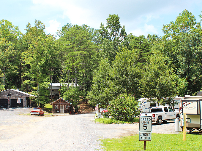 Camping among towering pines at Little River offers the perfect digital detox. Nothing resets your soul like waking up where the only notification is a bird's morning call.