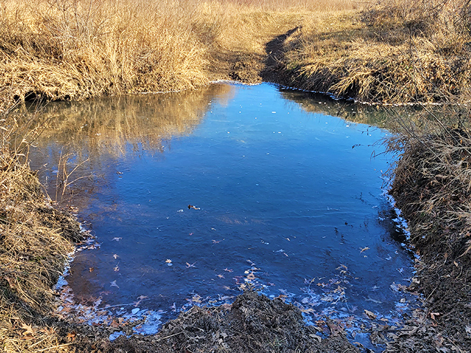 Water reflects the perfect blue sky in this prairie pond. Nature's mirror captures clouds above while supporting countless ecosystems below.