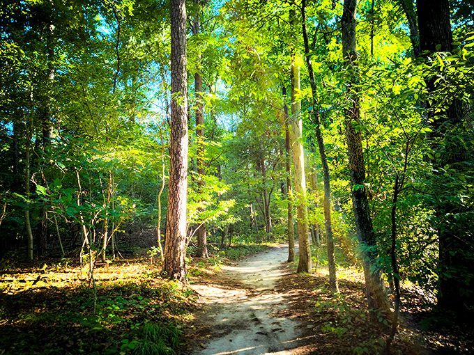 Sunlight filters through the canopy, creating nature's own cathedral. This path practically begs for contemplative wandering.