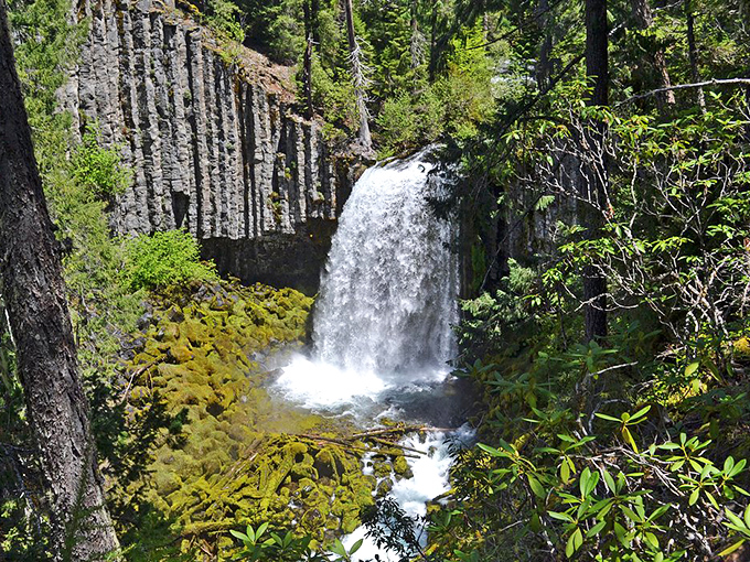 Toketee Falls plunges through volcanic basalt columns with the confidence of someone who knows they're the star of your vacation photos.