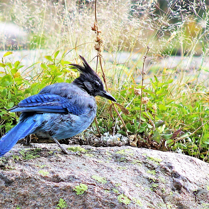 The Steller's Jay, Rocky Mountain's blue-suited paparazzi, always showing up when you've just unwrapped your trail mix. Nature's most beautiful moocher.
