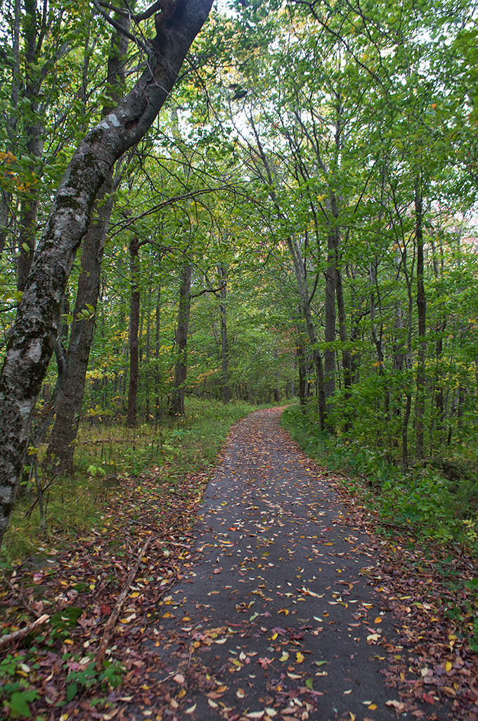 Leaf-strewn paths beckon wanderers into the forest's embrace, promising adventures that Instagram filters simply cannot enhance.