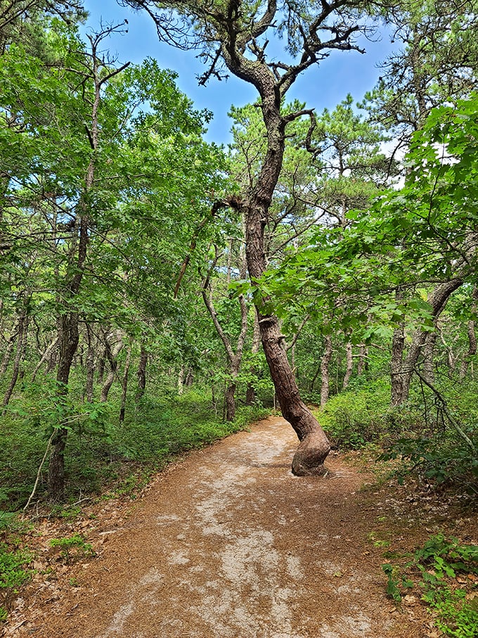 Sunlight plays hide-and-seek through the canopy, creating a natural stained-glass effect that cathedral architects have envied for centuries.