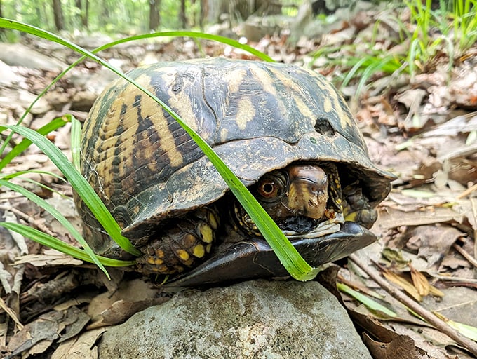 "Excuse me, I live here." Local wildlife reminds visitors who the real permanent residents are. This box turtle has seniority over everyone.