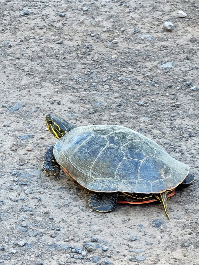 Turtles: nature's reminder that slow and steady wins the race, especially when you're crossing paths that humans with cameras find irresistible.