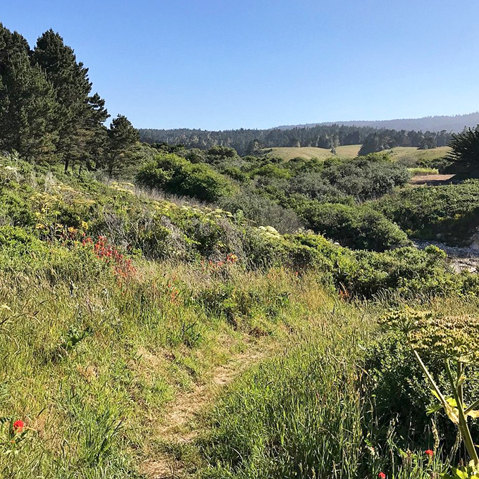 Rolling hills and coastal forest create the perfect backdrop for daydreaming. This landscape has inspired more life decisions than any career counselor.