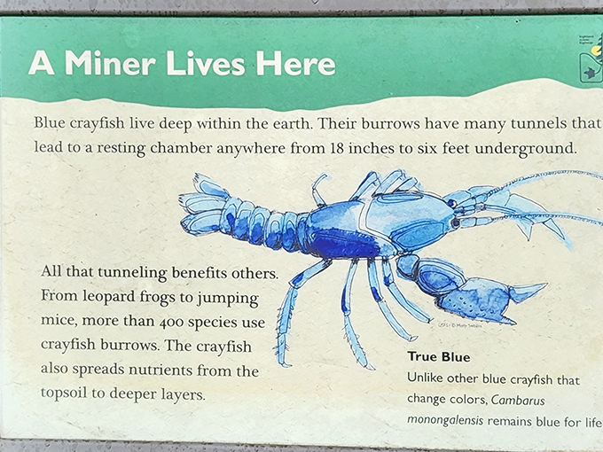 Blue crayfish: the underground miners of the bog ecosystem. Their tunneling creates real estate opportunities for 400 other species.