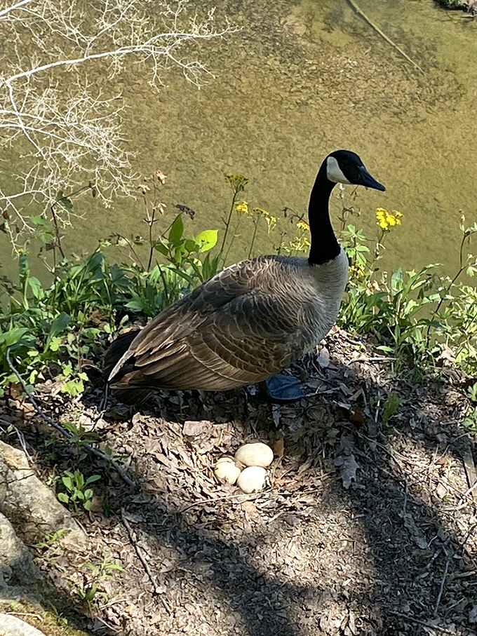 A Canada goose stands guard over her future family. Nature's version of helicopter parenting, but with actual flying capabilities.