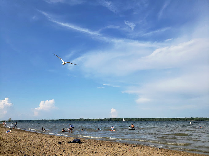 Beach days at Alum Creek come with complimentary bird shows&mdash;this seagull performing aerial acrobatics worthy of a Vegas headliner.