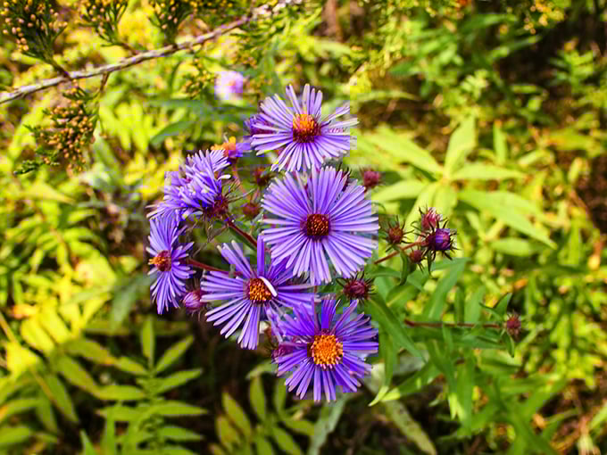 New Jersey wildflowers putting on their purple best, like nature's equivalent of dressing up for a special occasion.