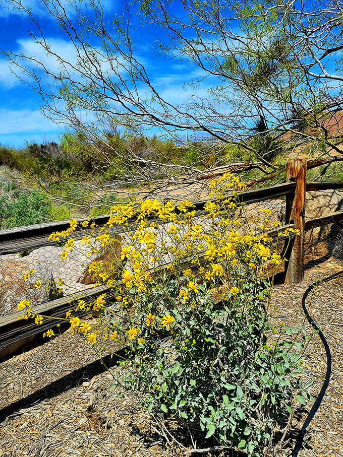 Desert wildflowers bring splashes of sunshine to the trail edge. These resilient blooms are nature's way of proving beauty thrives in unlikely places.