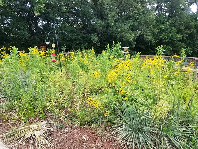 This wildflower garden buzzes with pollinators, nature's most efficient workers who never complain about their Monday mornings. 