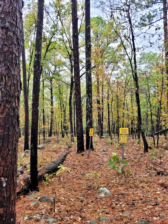 Trail markers guide hikers through autumn's golden display&mdash;nature's version of "you are here" with much better scenery.