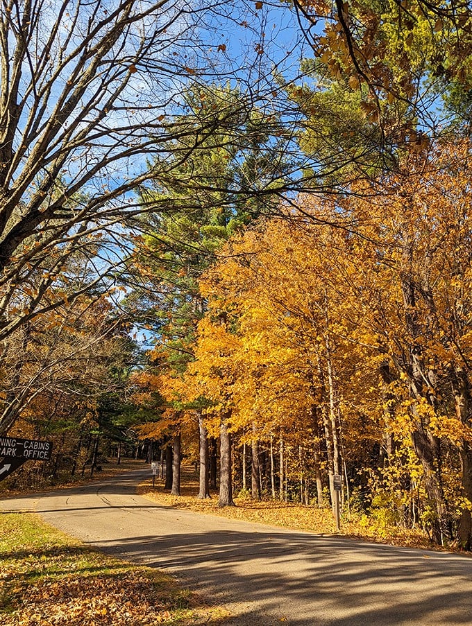 Autumn transforms White Pines' trails into a golden runway. Nature's fashion show happens every fall, and everyone's invited to the front row.