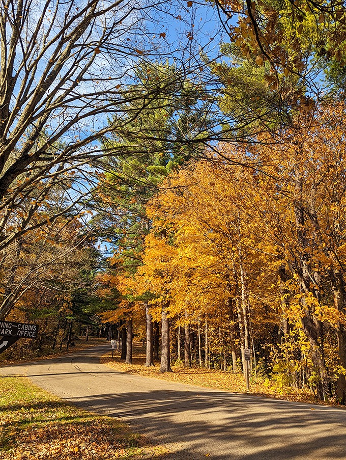 Autumn paints the park entrance in shades that would make a box of crayons feel inadequate. Nature showing off its seasonal wardrobe change.