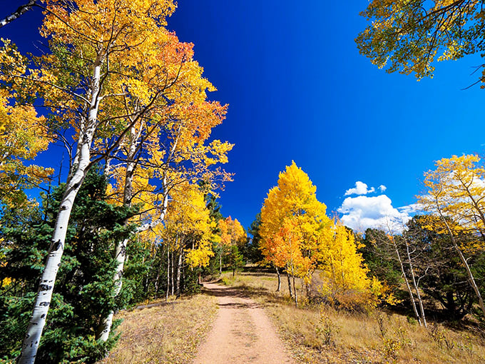 Fall paints Mueller's trails with a palette that would make Monet jealous&mdash;golden aspens creating nature's most spectacular light show.