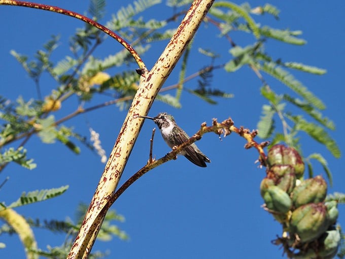 Tiny acrobat with wings faster than your camera shutter. This hummingbird pauses just long enough to remind you who really owns these skies.